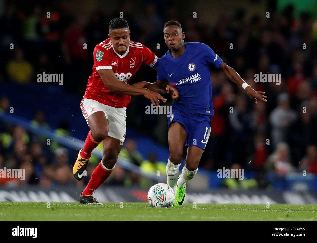 Michael mancienne forest hi-res stock photography and images - Alamy