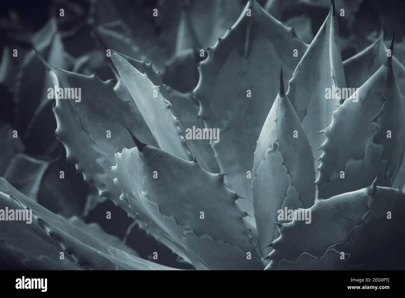 Agave Plant in Dark Blue Tone Color Stock Photo - Alamy
