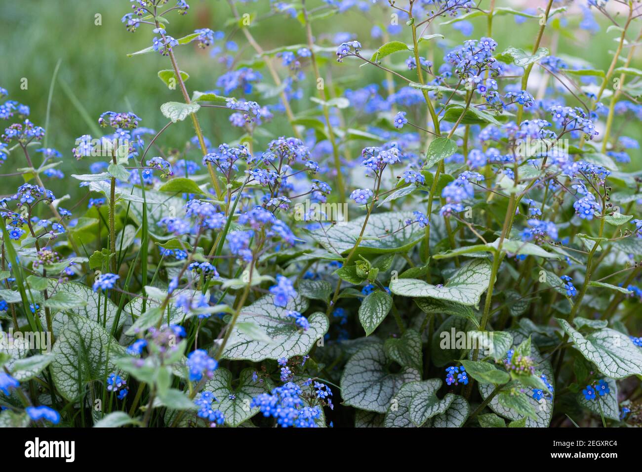 Blooming bush of forget-me-nots, blue. High quality photo Stock Photo ...