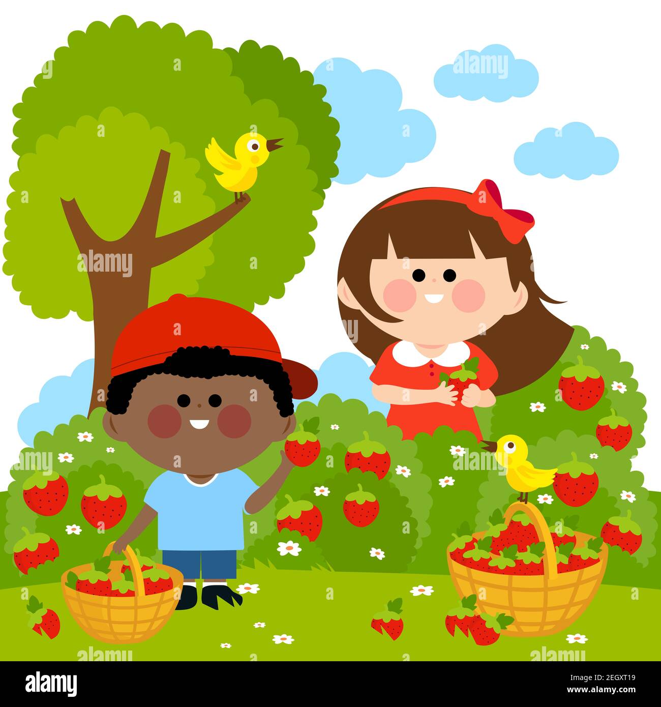 Two children at the farm, a boy and a girl picking strawberries in the ...