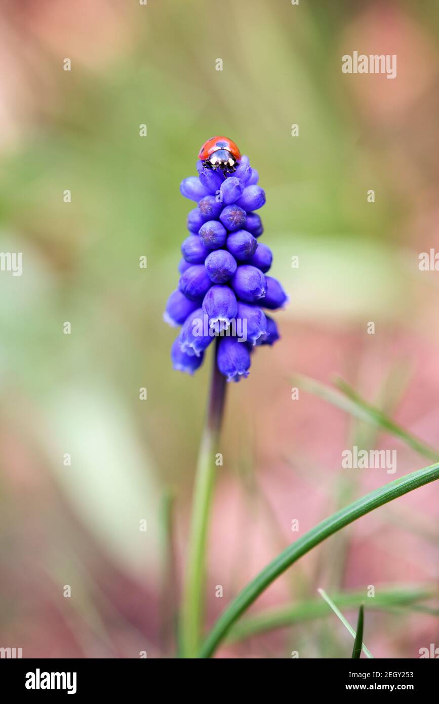 Black spotted red ladybug hi-res stock photography and images - Alamy