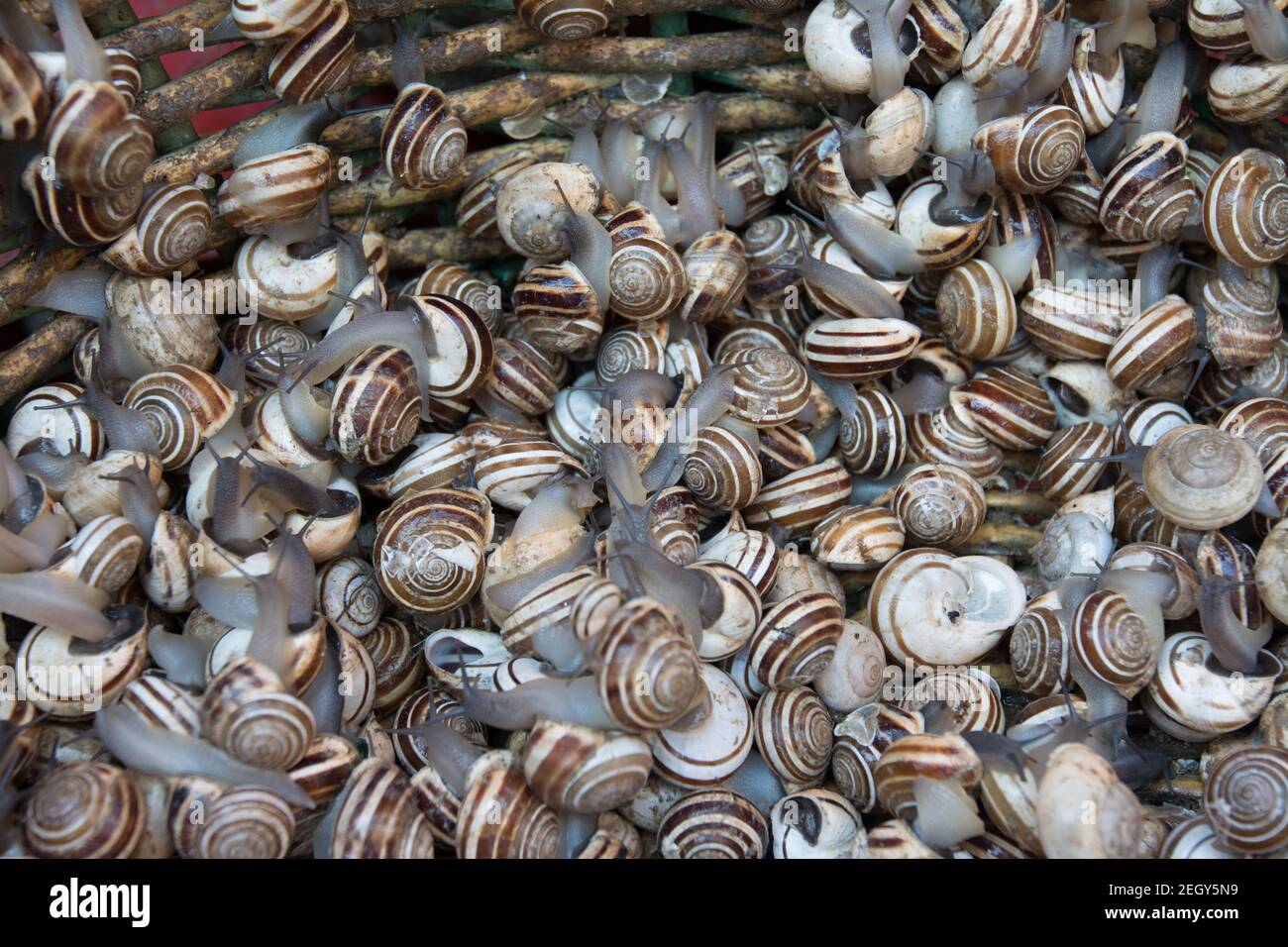 Catania, Sicily, Italy. Typical snails sold in Sicilian markets Stock ...