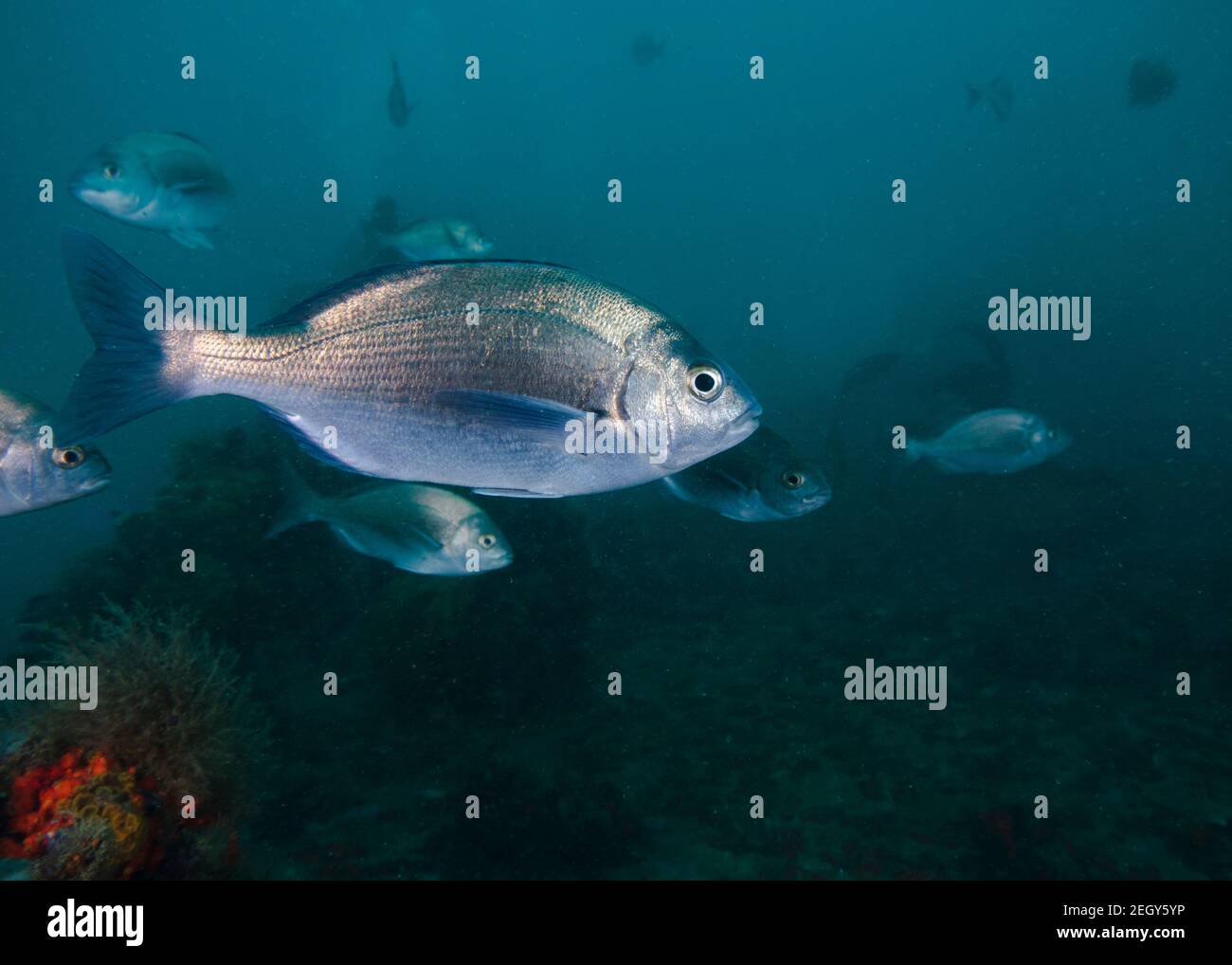 Hottentot High Resolution Stock Photography and Images - Alamy