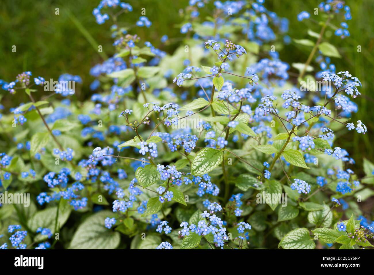 Blooming bush of forget-me-nots, blue. High quality photo Stock Photo ...