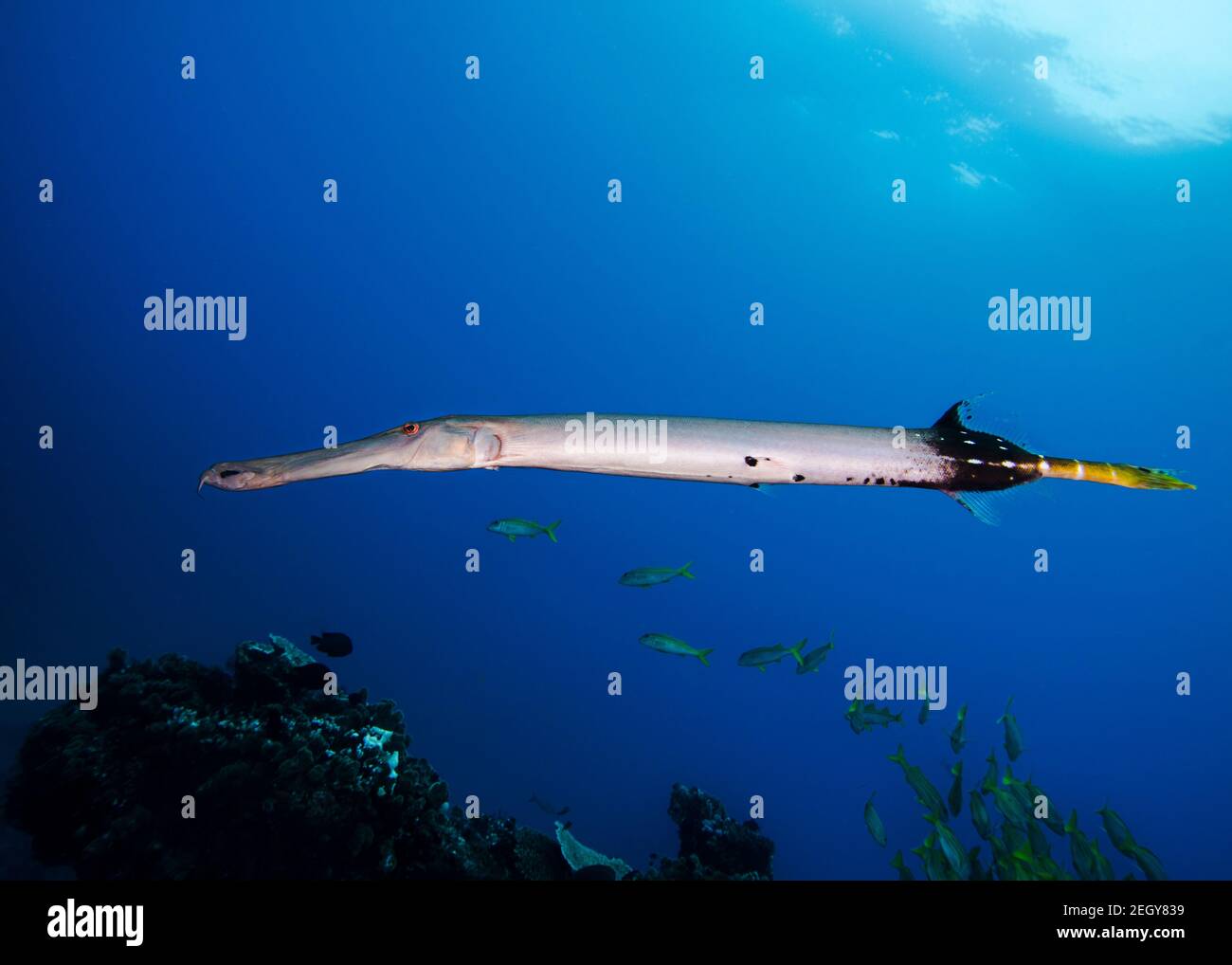Aulostomus chinensis hi-res stock photography and images - Alamy