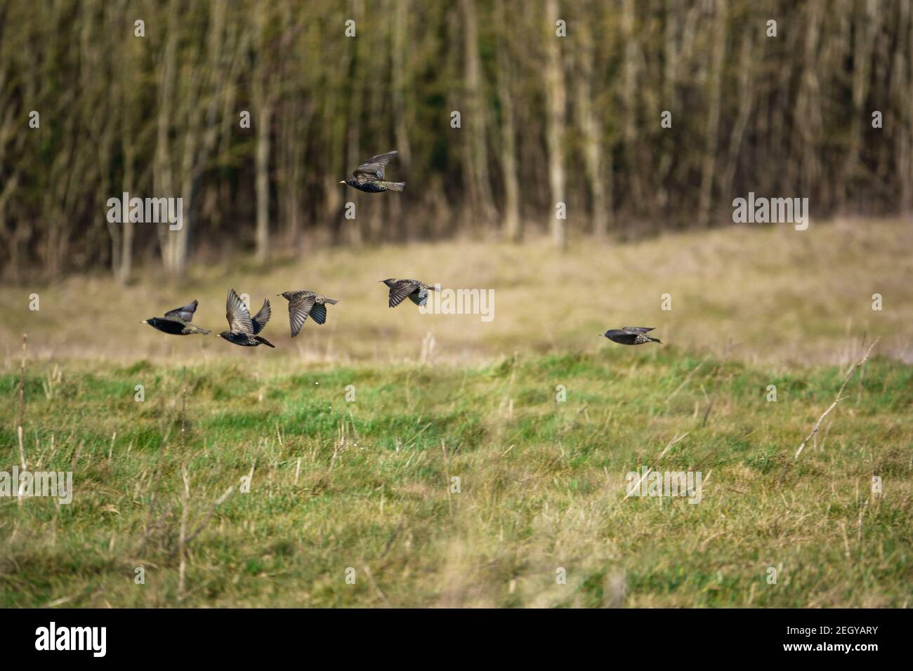 Flying birds grass field hi-res stock photography and images - Alamy