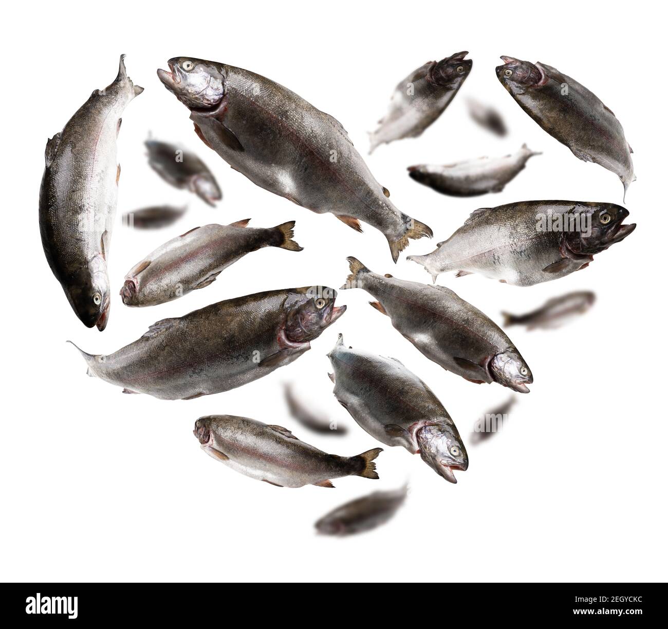Rainbow trout in fishing Cut Out Stock Images & Pictures - Alamy