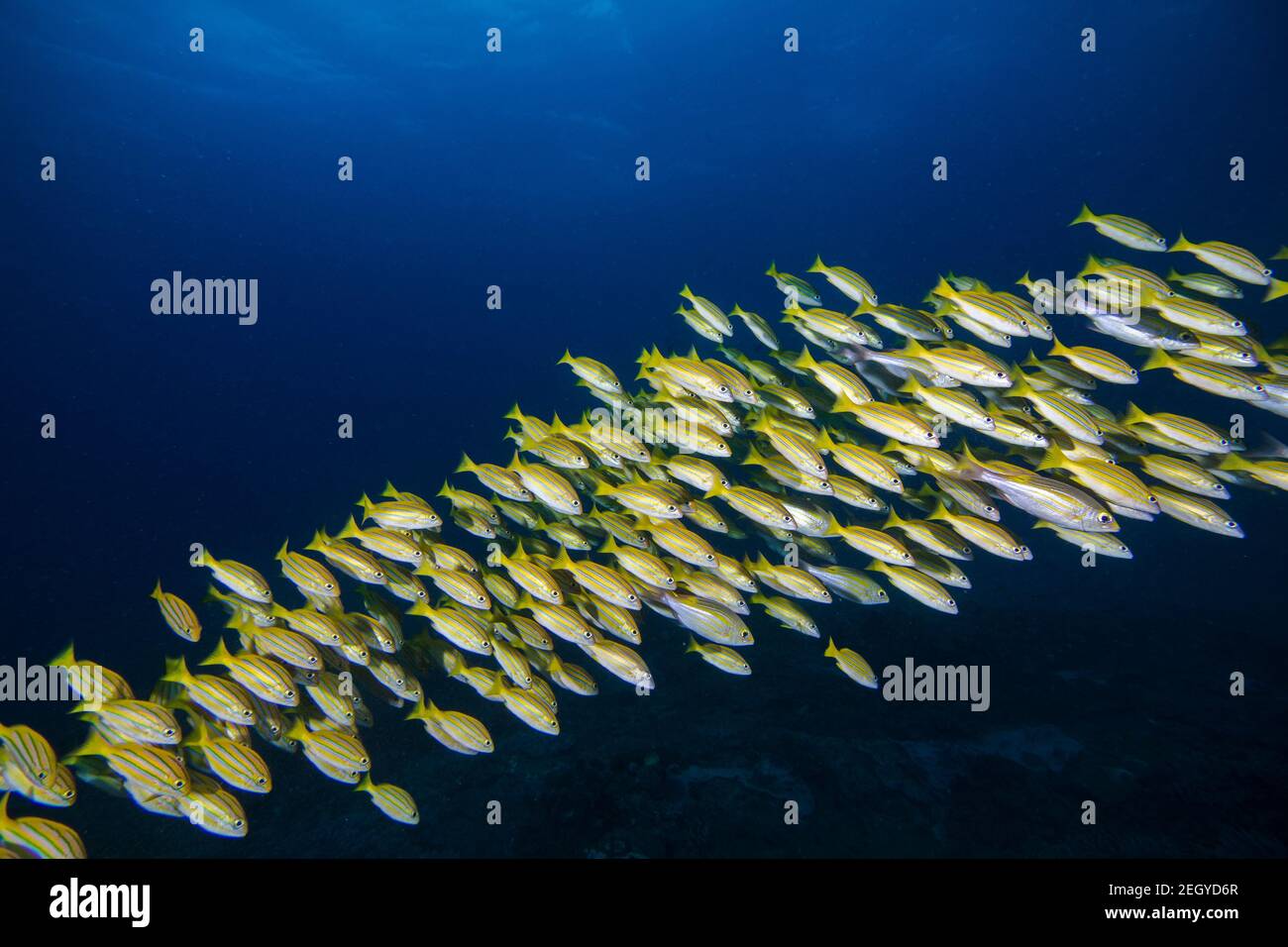 School of yellow of fish hi-res stock photography and images - Alamy