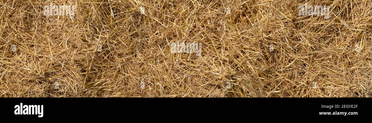 Loose straw in close-up - panoramic background Stock Photo - Alamy