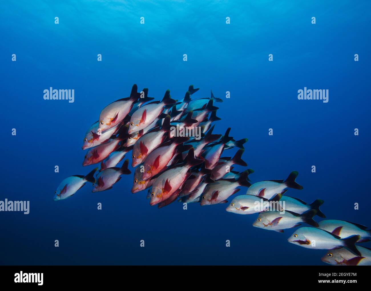 A school of Humpback snapper fish swimming together in the open blue ...