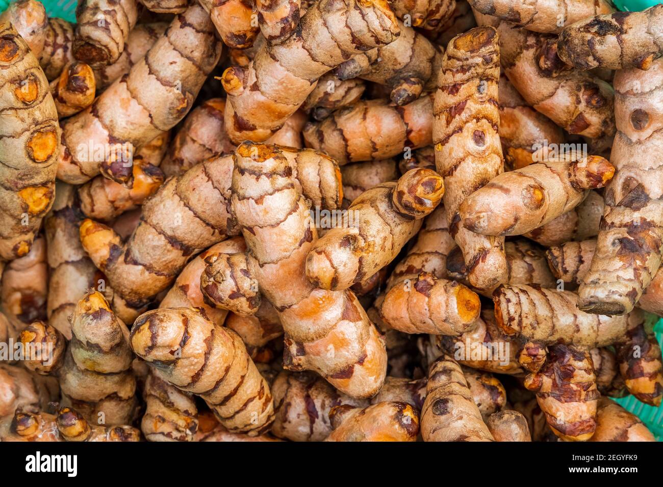Turmeric roots closeup. Fresh harvest of many turmeric roots background ...