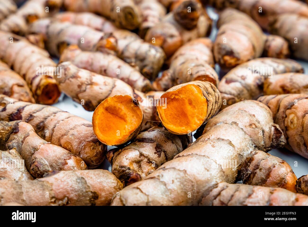 Turmeric roots closeup. Fresh harvest of many turmeric roots background ...