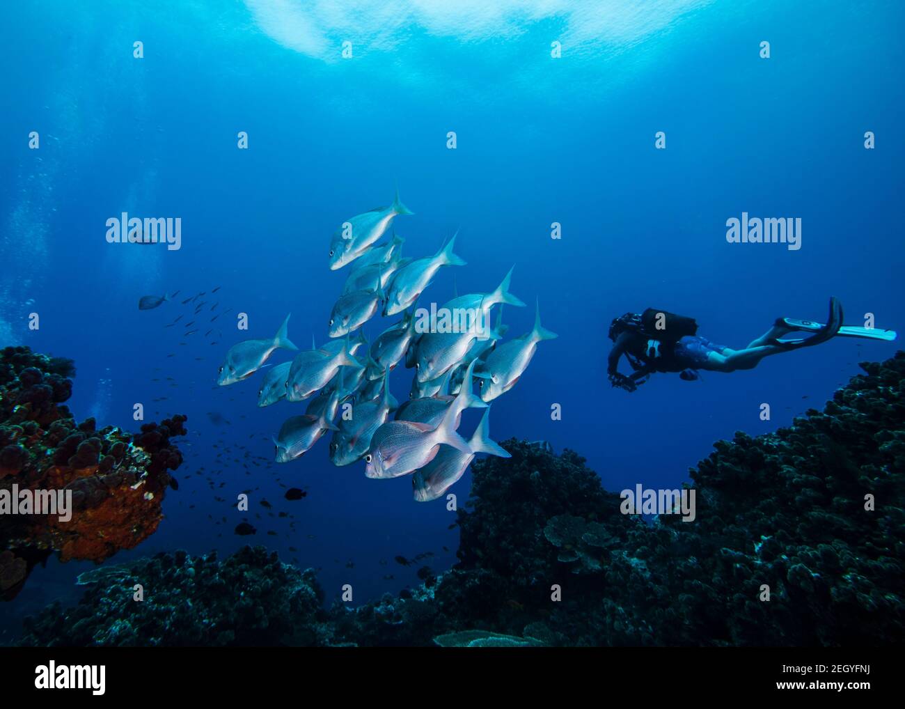 A small school of silver Slinger fish (Chrysoblephus puniceus) with ...
