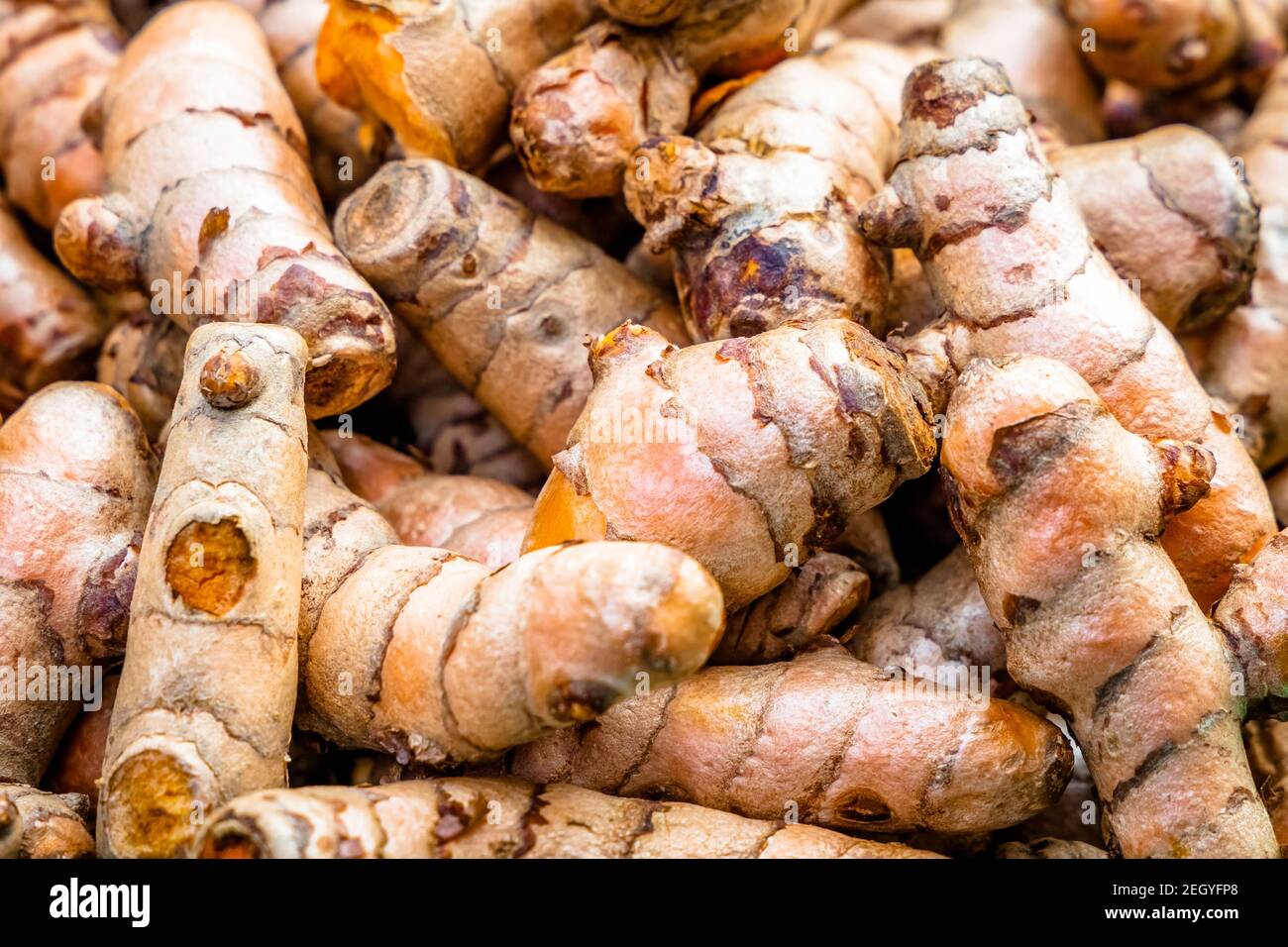 Turmeric roots closeup. Fresh harvest of many turmeric roots background ...