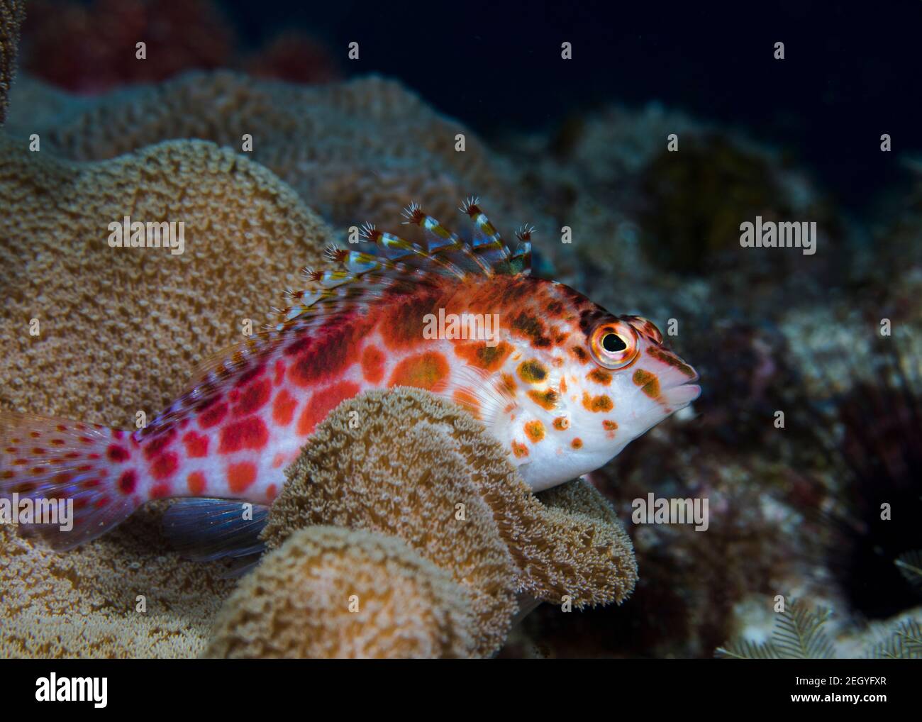 Close up sea hawk hi-res stock photography and images - Alamy
