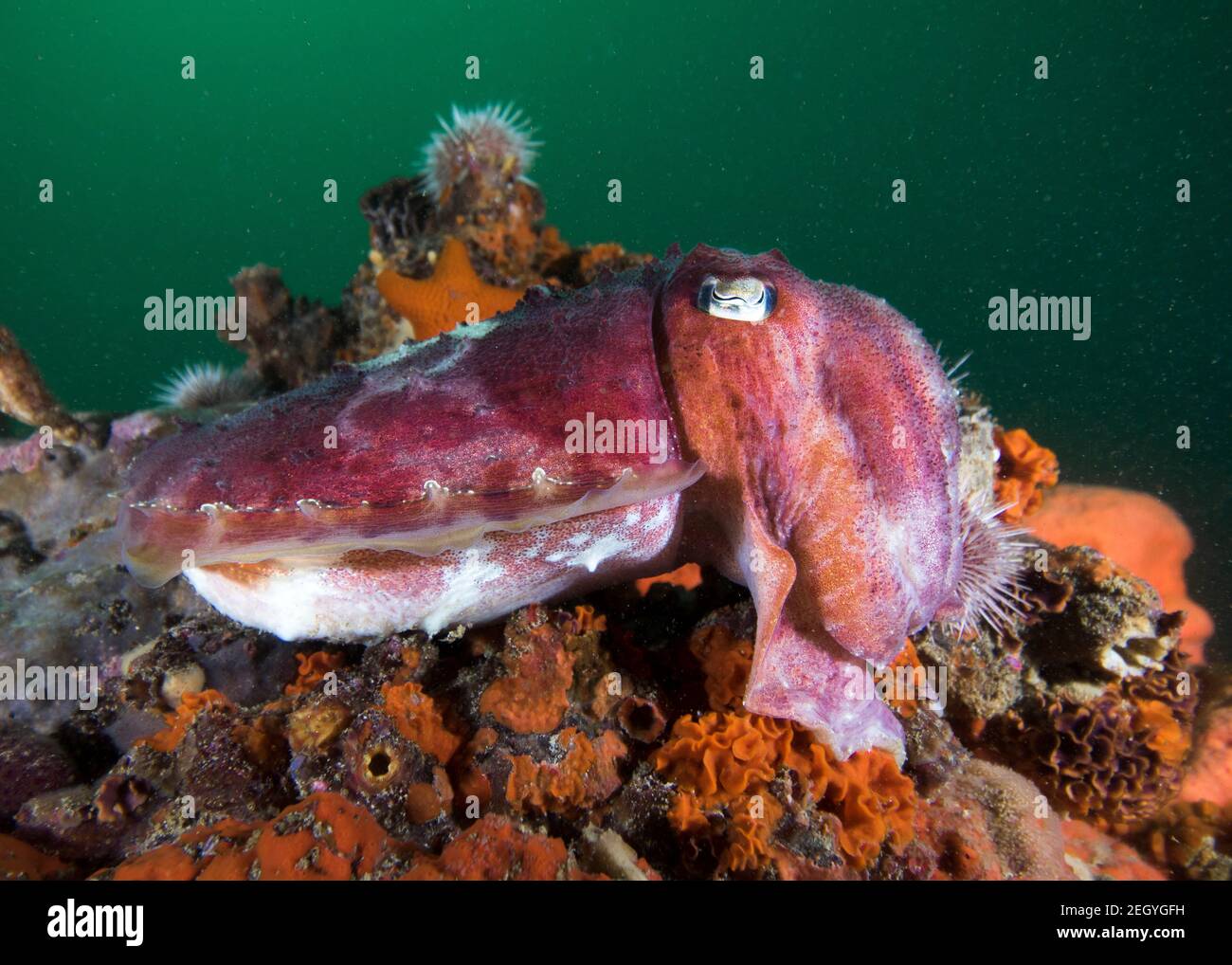 Close up of cuttlefish underwater hi-res stock photography and images ...