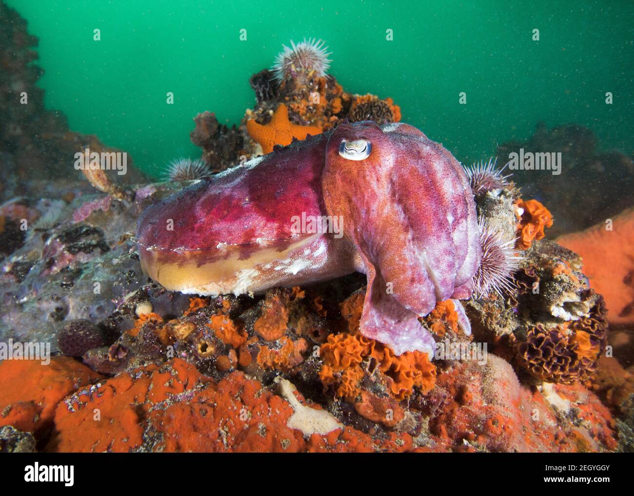 Common reef cuttlefish hi-res stock photography and images - Alamy