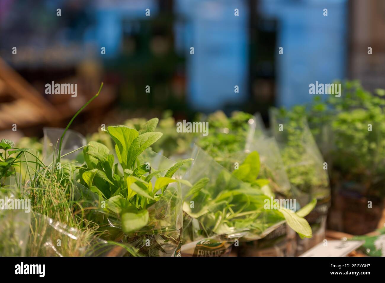 Fresh herb plants in plant pots standing on display in organic super ...
