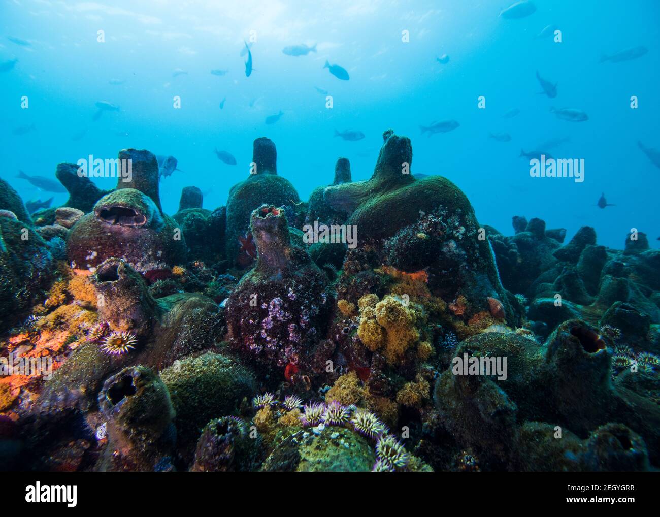 Pyura stolonifera hi-res stock photography and images - Alamy