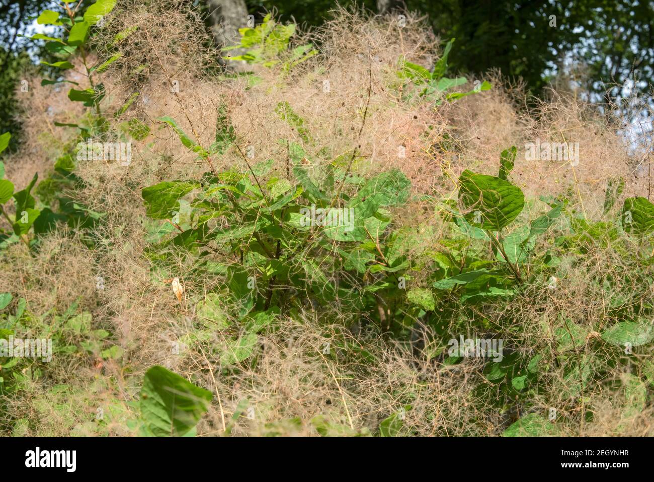Scumpia - the original tall shrub or low tree of the sumac family Stock ...