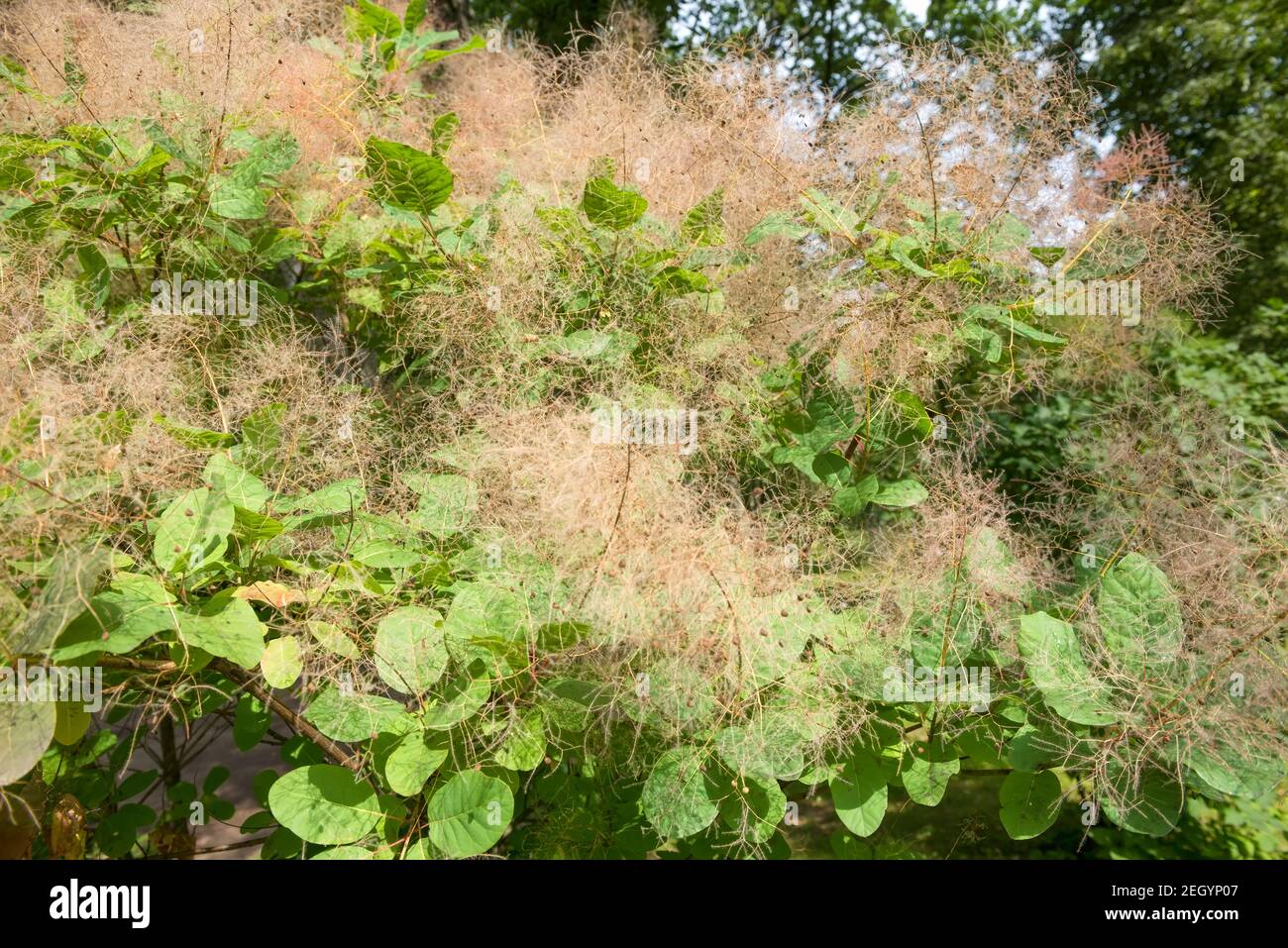 Scumpia - the original tall shrub or low tree of the sumac family Stock ...