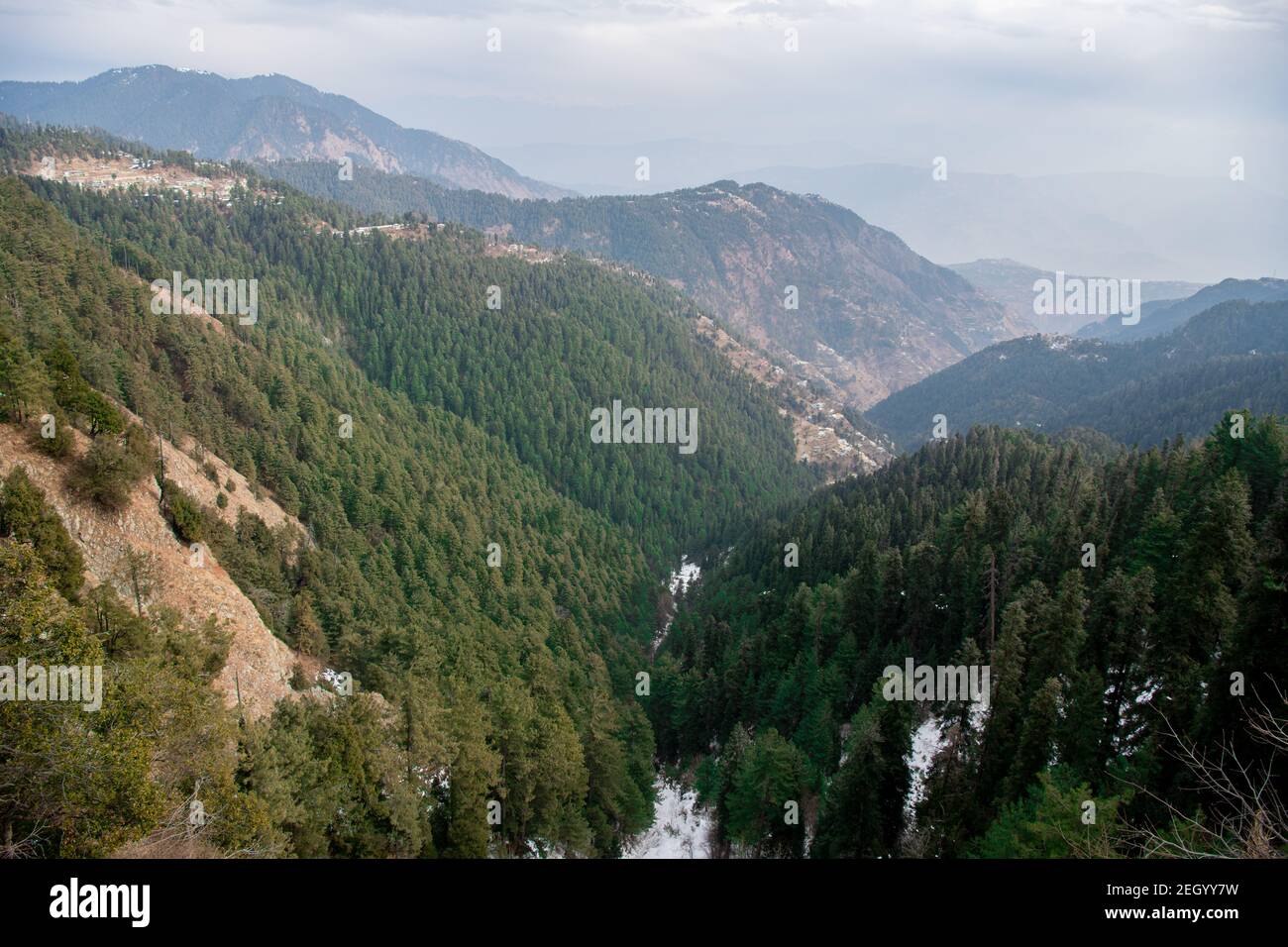 Muree tree hi-res stock photography and images - Alamy