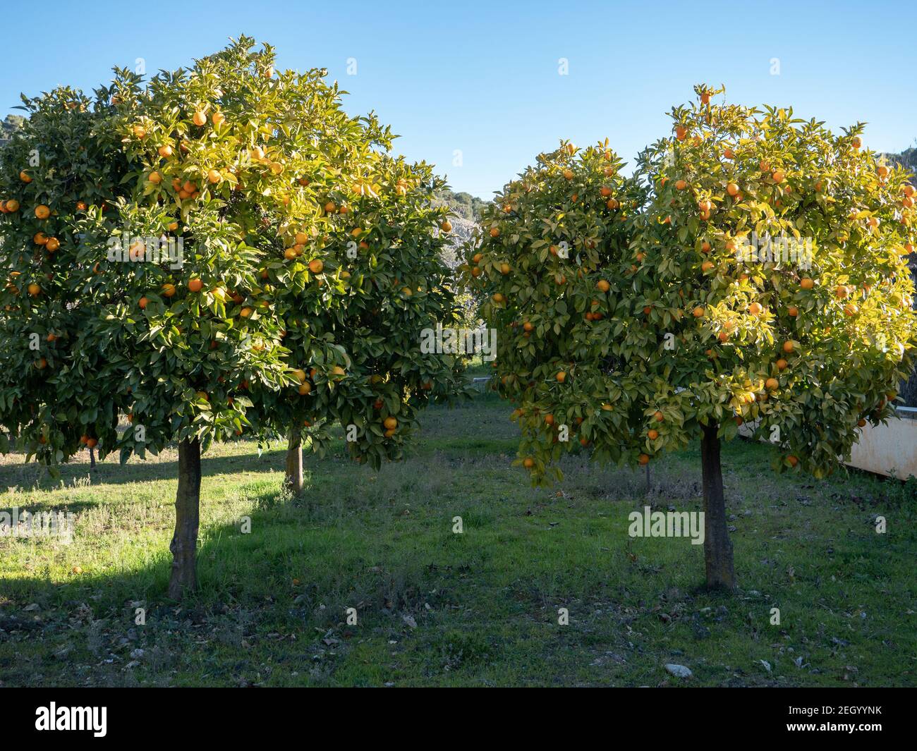Orange trees with fruit Spain Stock Photo - Alamy
