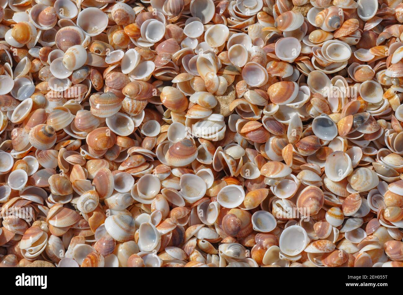 Group of small seashells on the beach - perfect for background Stock ...