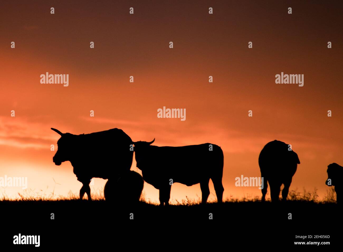 Mesmerizing view of bulls silhouettes at scenic sunset Stock Photo - Alamy
