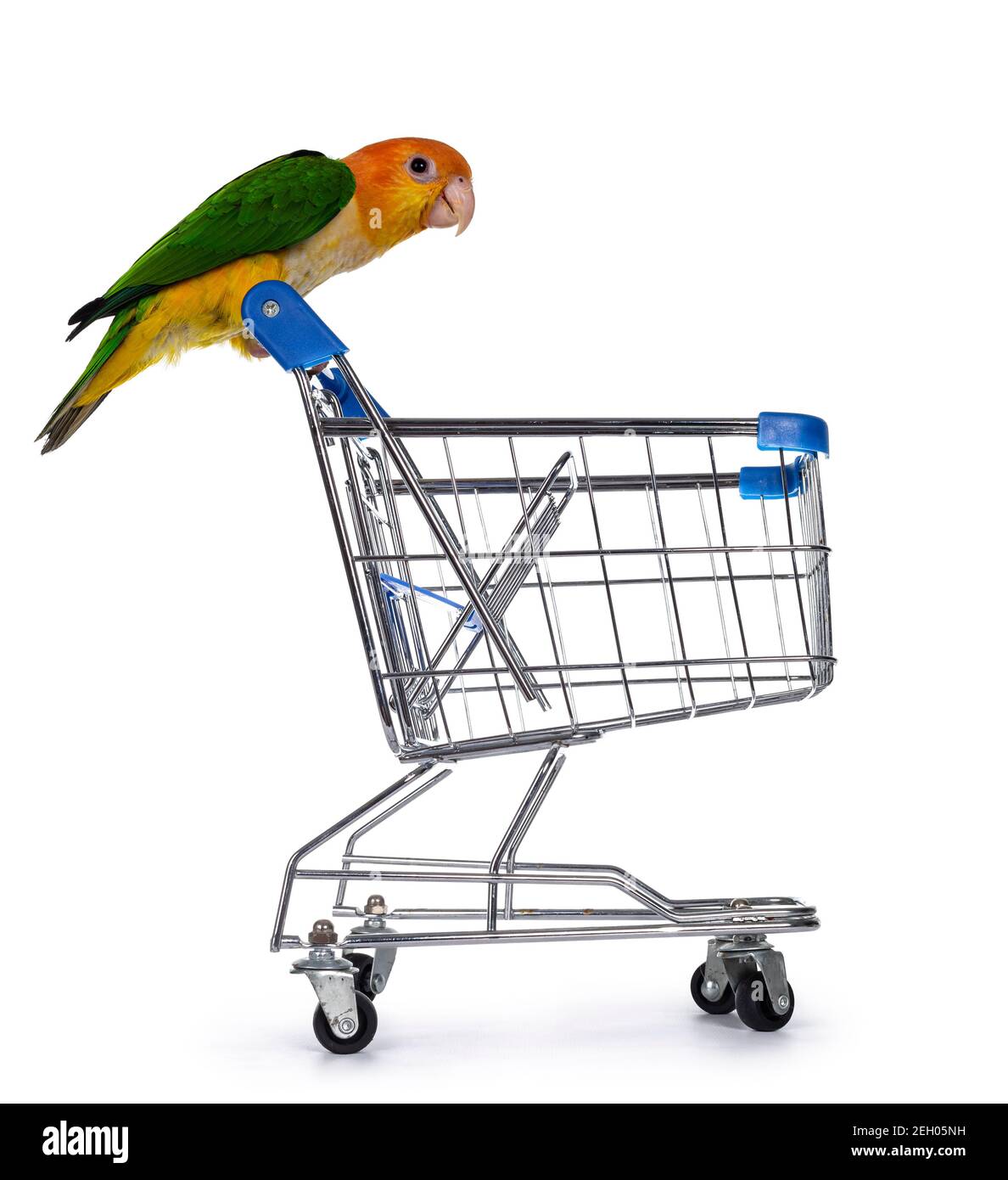 Young White bellied caique bird, sitting side ways on handle from mini ...