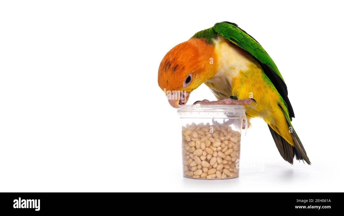 Young White bellied caique bird, sitting on top of bucket with seeds ...