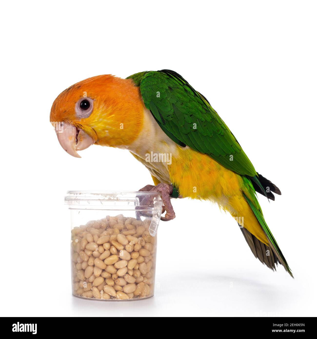 Young White bellied caique bird, sitting side ways on the edge of ...
