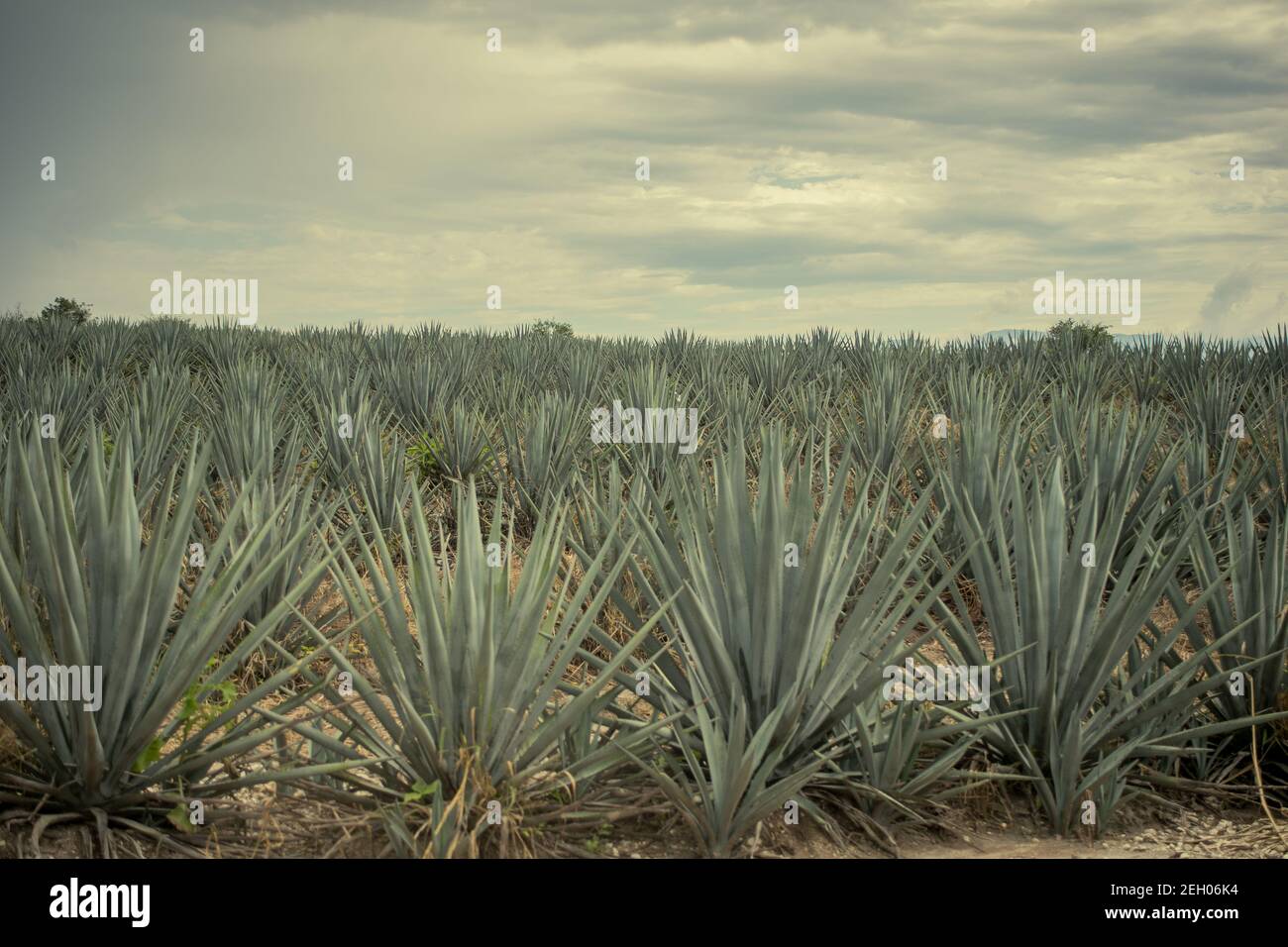 Beautiful agave field for Tequila production under a cloudy sky in ...