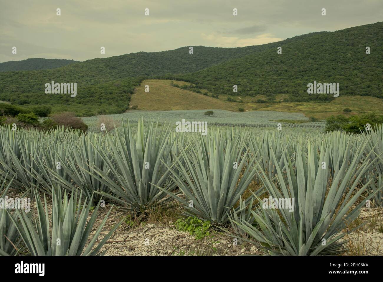 Beautiful agave field for Tequila production under a cloudy sky in ...