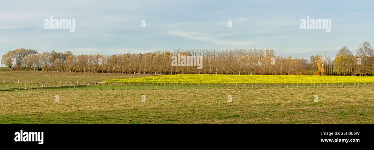 Flemish ardennes landscape, with agricultural fields and a row of ...