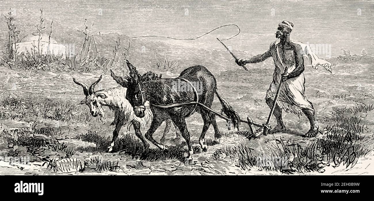 Arab farmer working an agricultural field, plowing the land with a ...