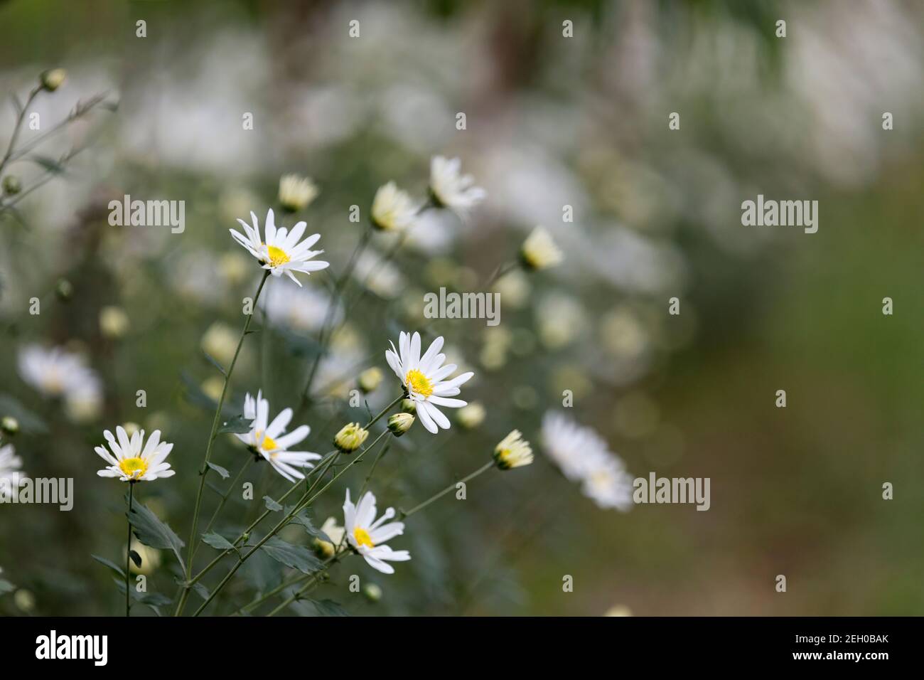 spring and summer garden Stock Photo - Alamy