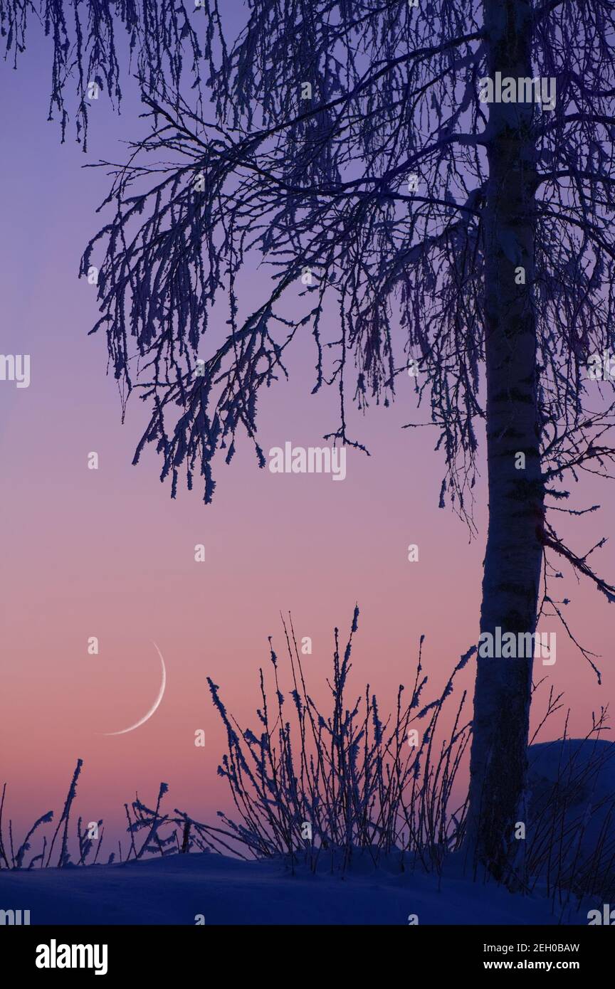 Crescent Moon behind snow and frost covered birch tree and bushes Stock ...