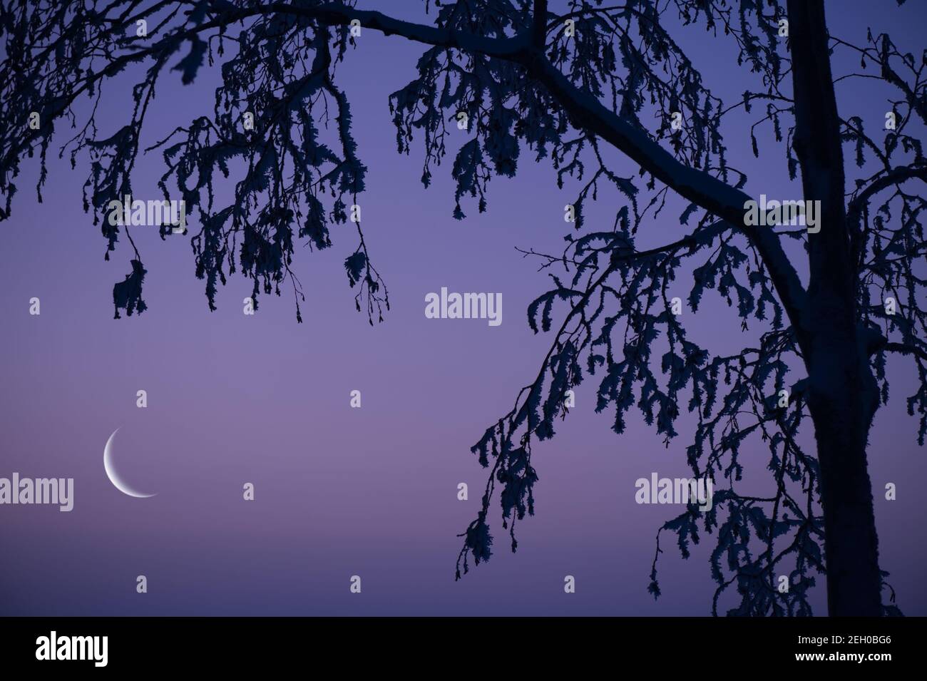 Crescent moon tree silhouette hi-res stock photography and images - Alamy