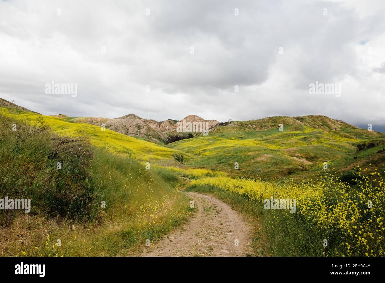 Narrow path inyellow field of black mustard wildflowers (Brassica nigra ...