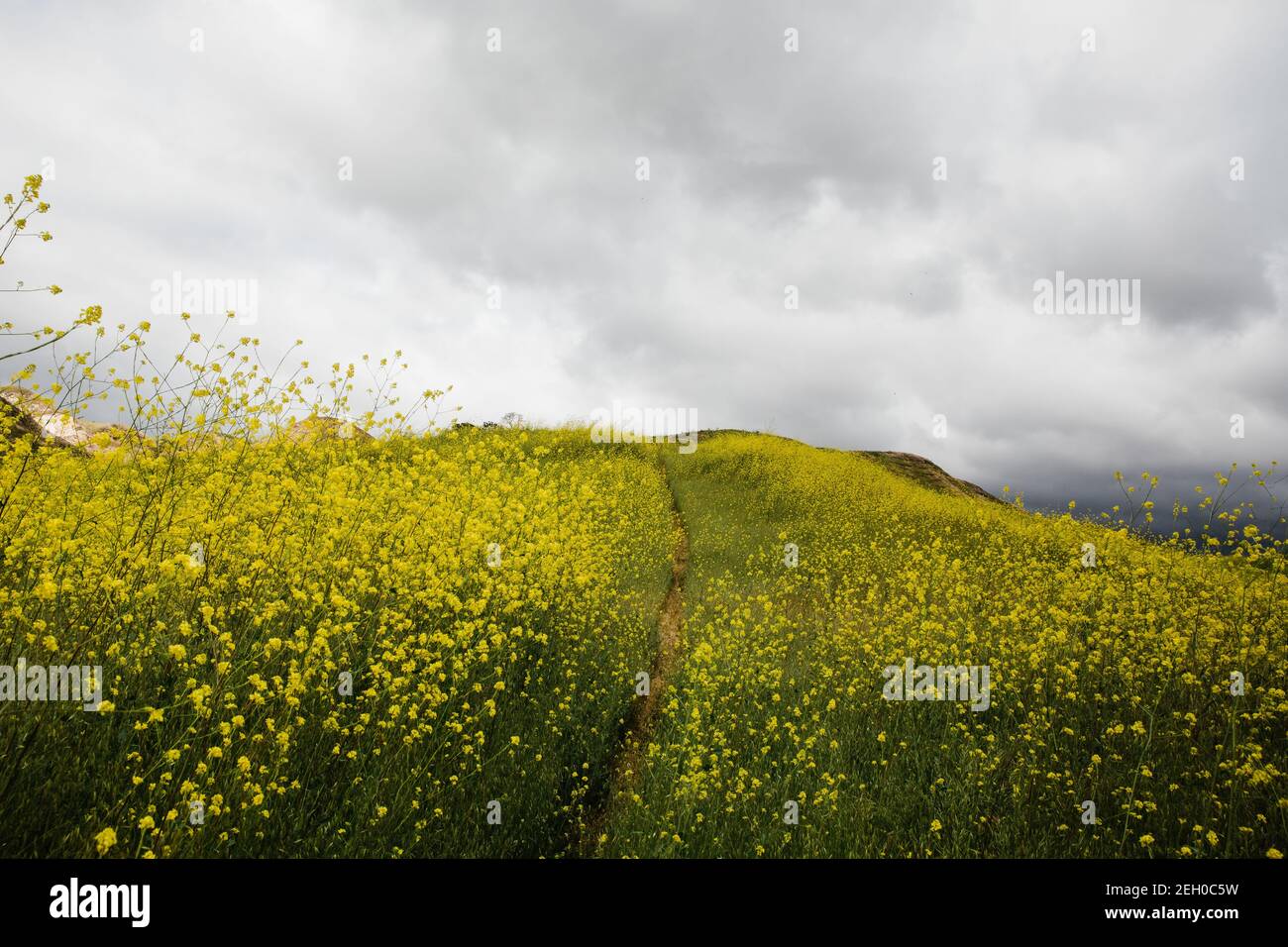 Narrow path in a yellow field of black mustard wildflowers (Brassica ...