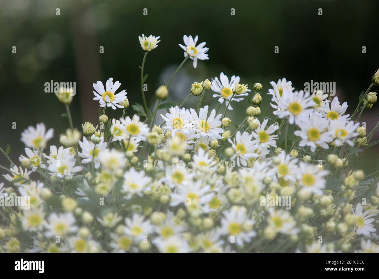 spring and summer garden Stock Photo - Alamy