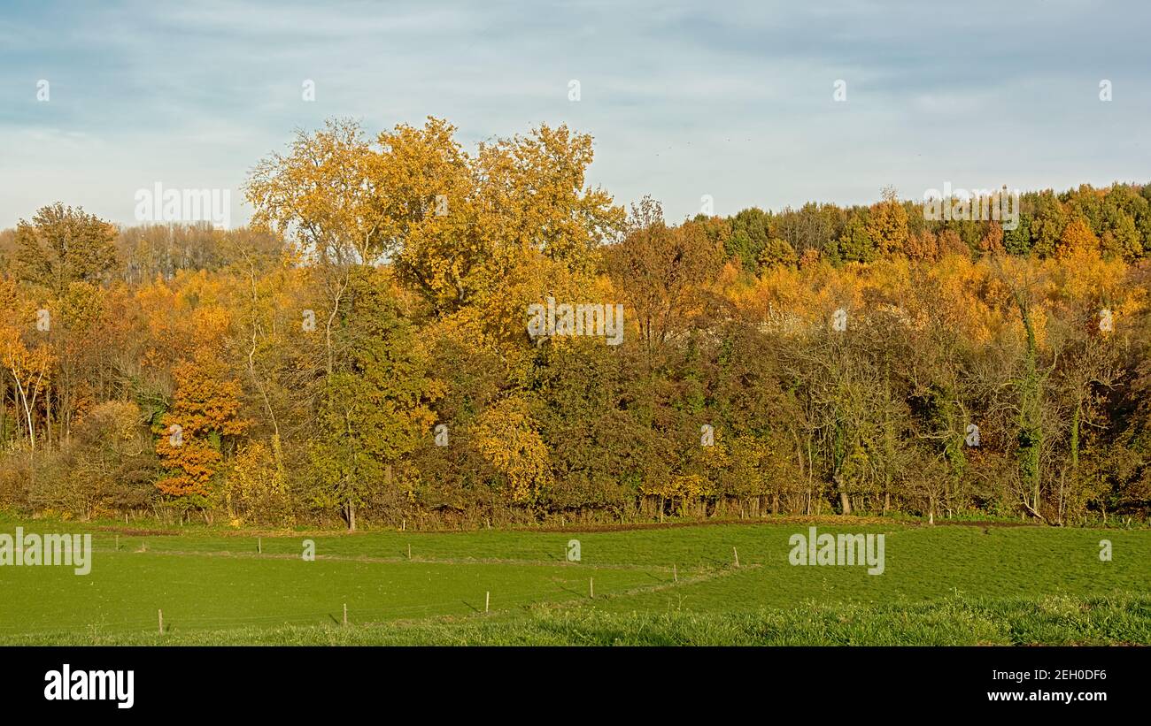 Sunny autumn landscape with meadows and colorfull trees in flemish ...