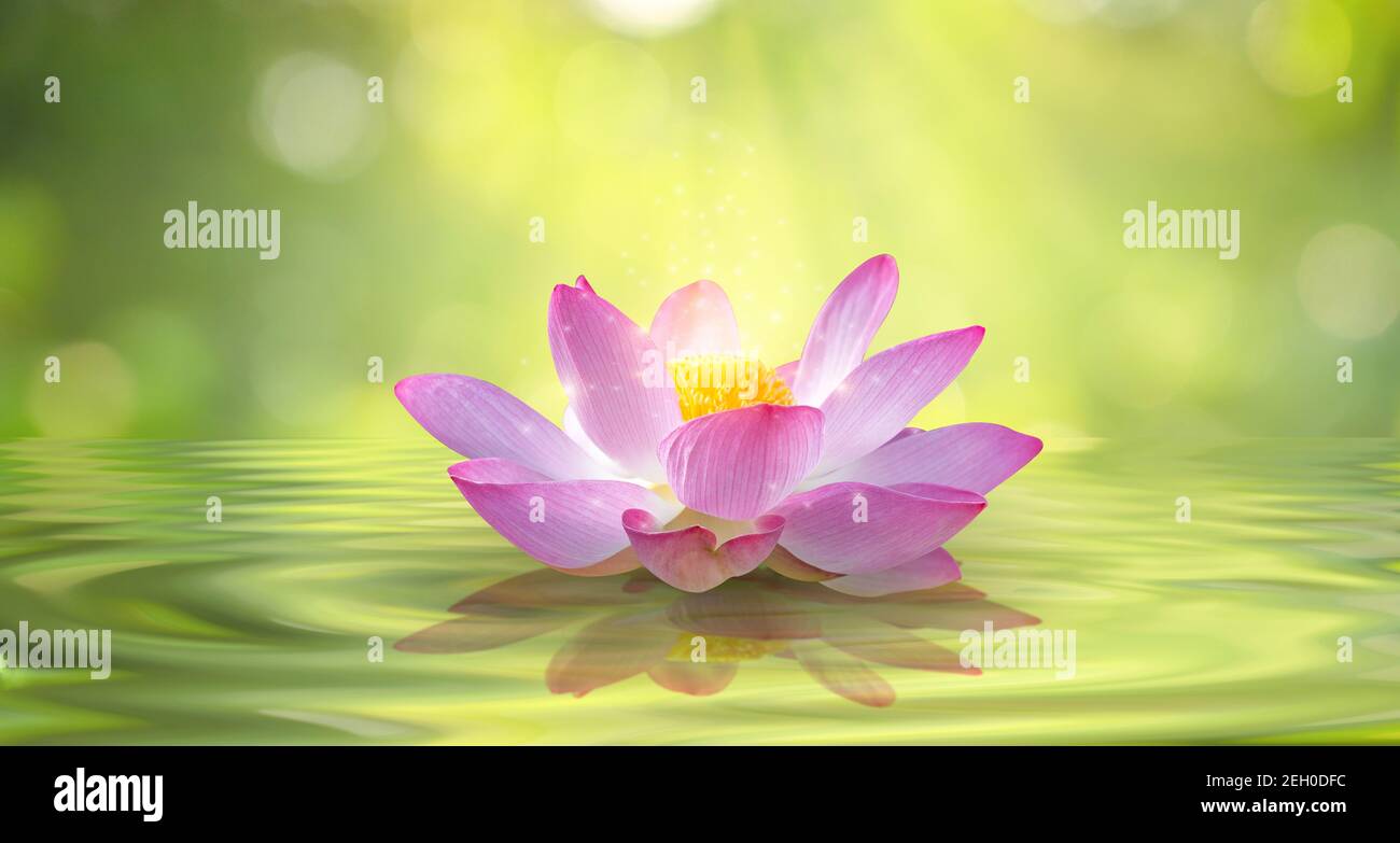 lotus white light purple floating light sparkle background Stock Photo ...