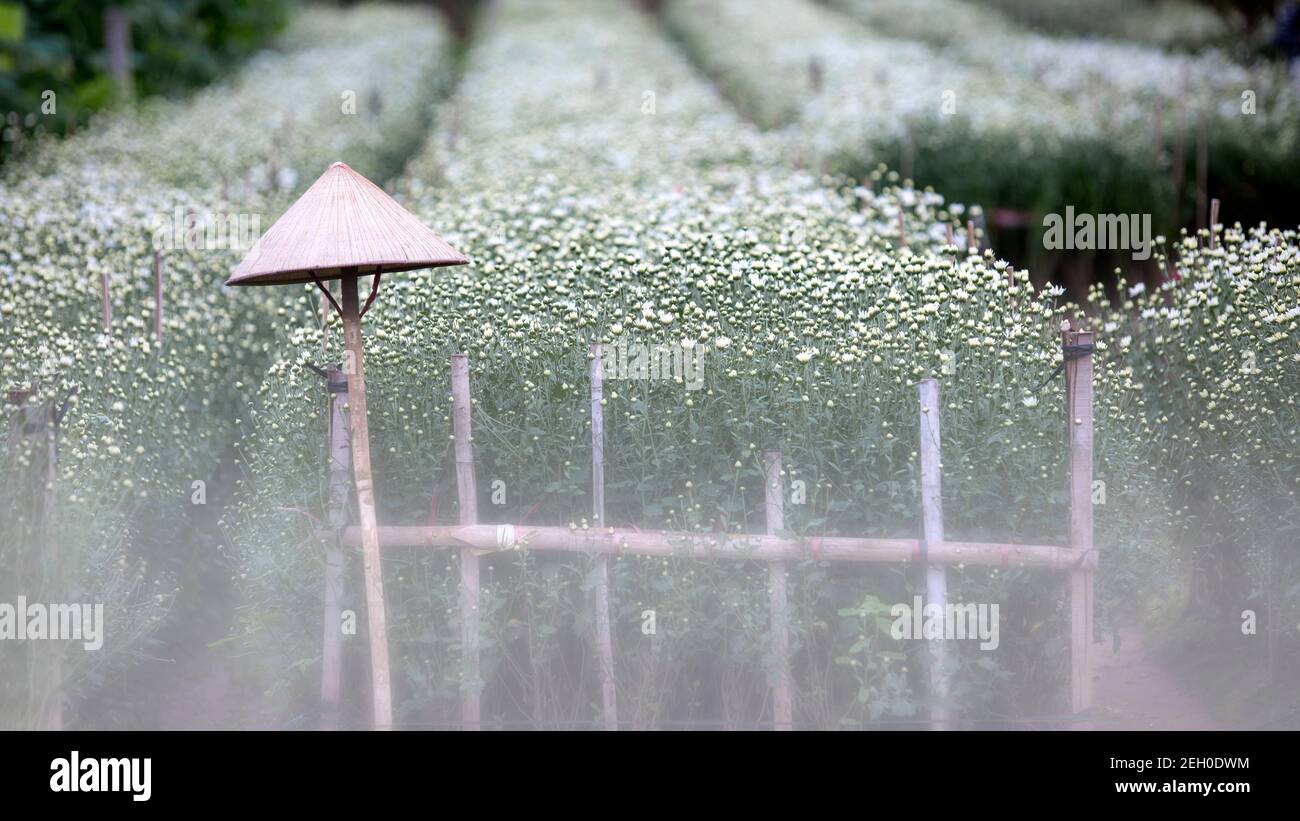 spring and summer garden Stock Photo - Alamy