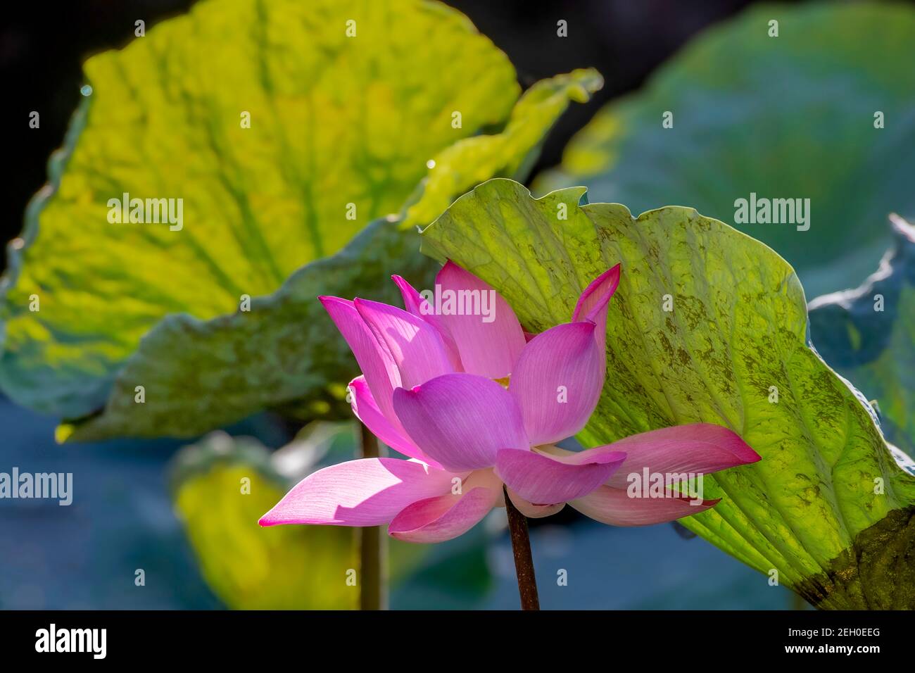 spring and summer garden Stock Photo - Alamy