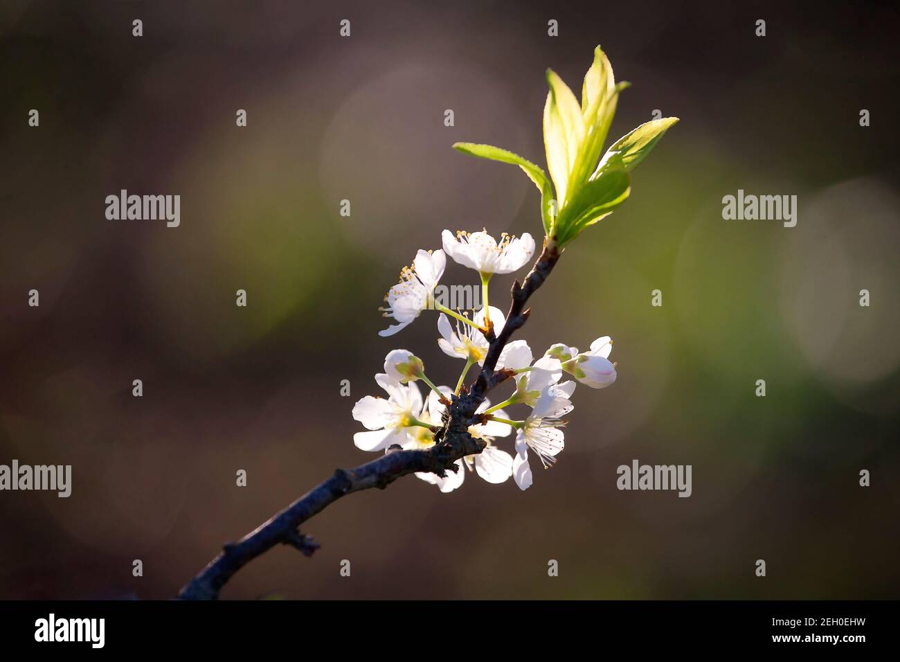 spring and summer garden Stock Photo - Alamy