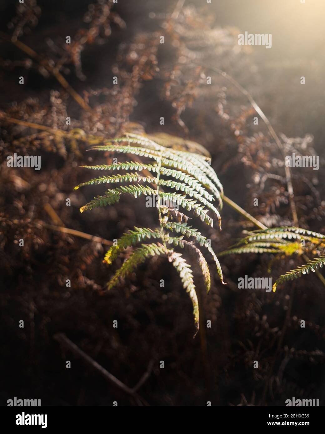 Wallpaper ferns hi-res stock photography and images - Alamy