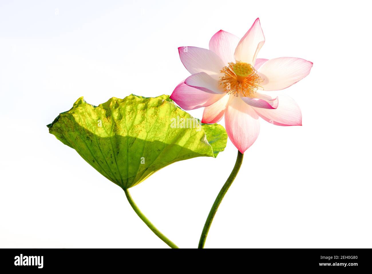 spring and summer garden Stock Photo - Alamy