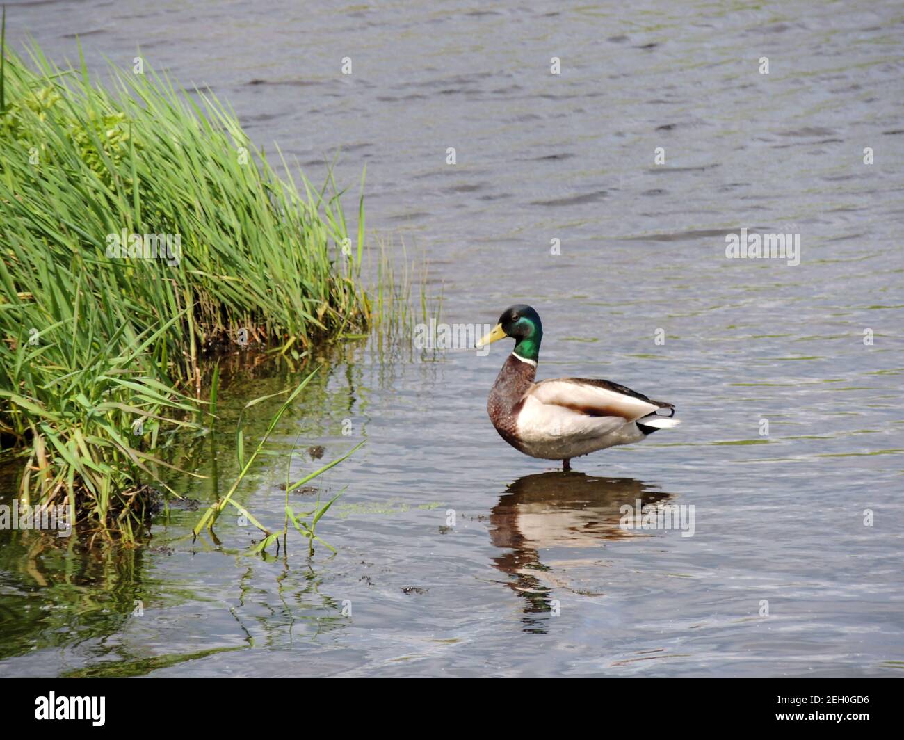Douglas clan family hi-res stock photography and images - Alamy